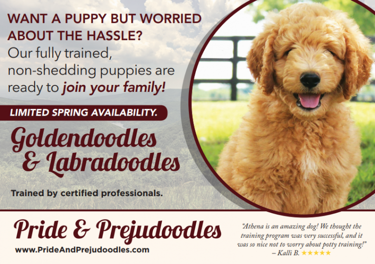 20 Genius Veterinary Marketing Ideas You Should Use